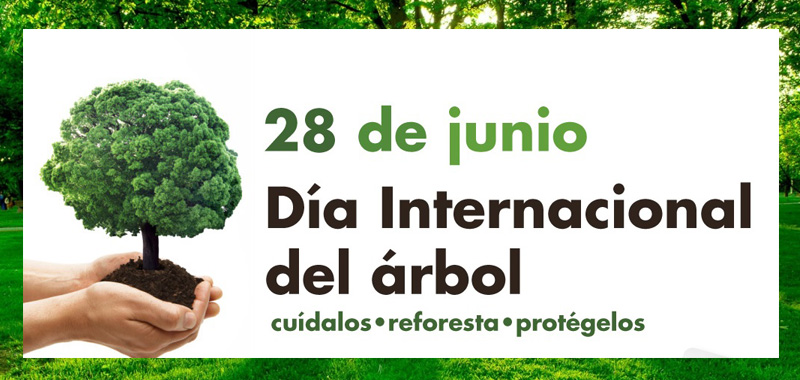 ¿Por qué se festeja el Día Mundial del Árbol? – Pensemos Verde