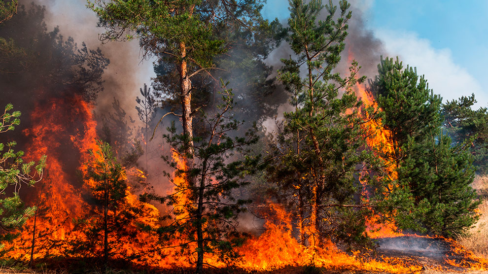 Los incendios forestales provocados por humanos alteran los ecosistemas ...