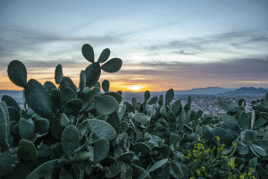 El bioplástico de nopal: Innovación mexicana para un futuro sostenible ...